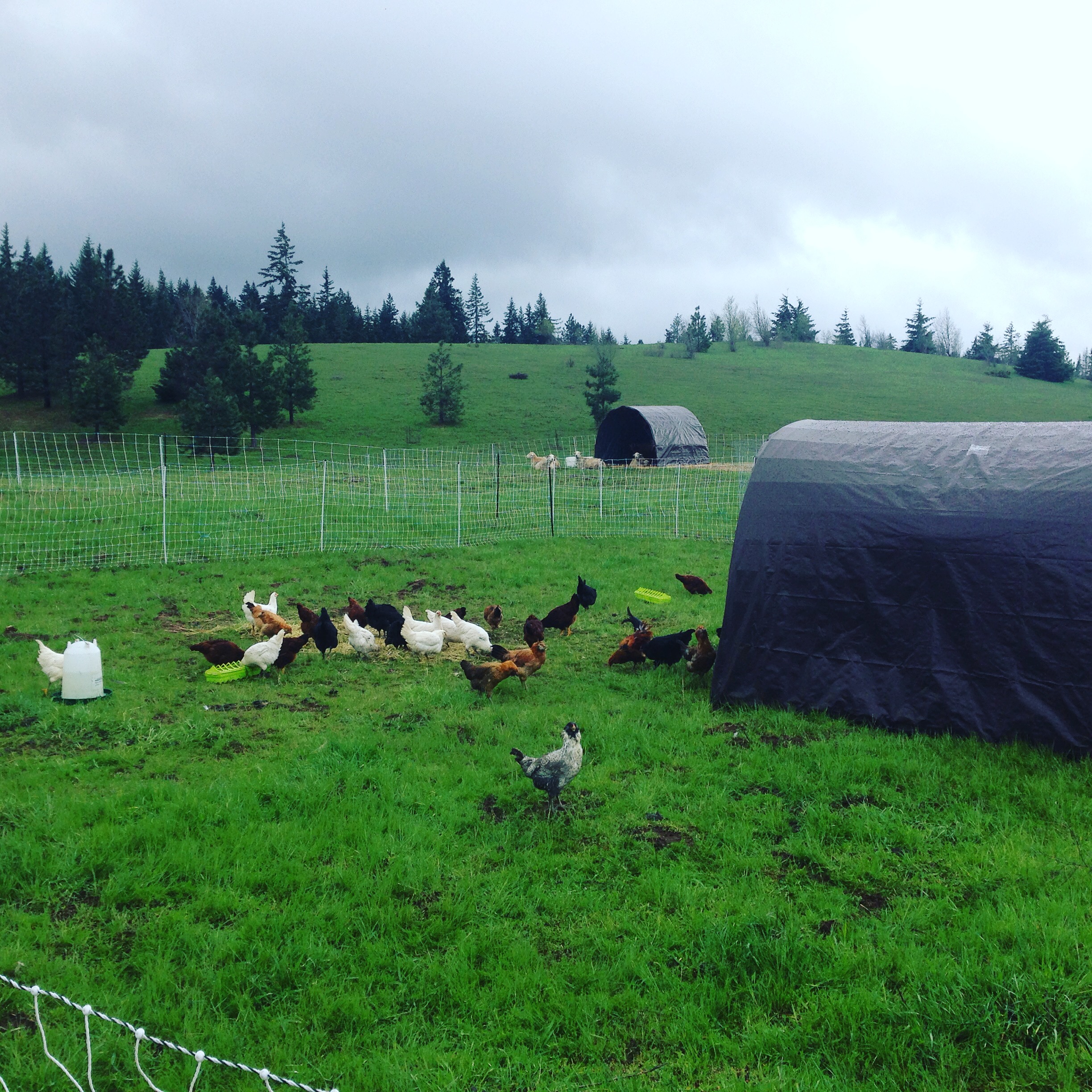 Multi-Species Rotational Grazing – Horseradish Ranch